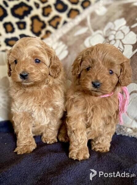 F1b American Teddy Bear Cockapoo Puppies | PostAds.ph