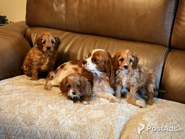 3 STUNNING CAVAPOO PUPPIES AVAILABLE | PostAds.ph