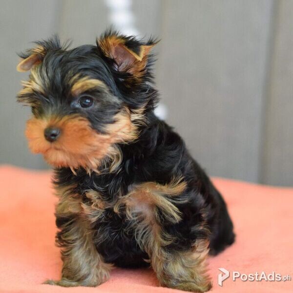 family-friendly Yorkshire Terrier Puppies | PostAds.ph