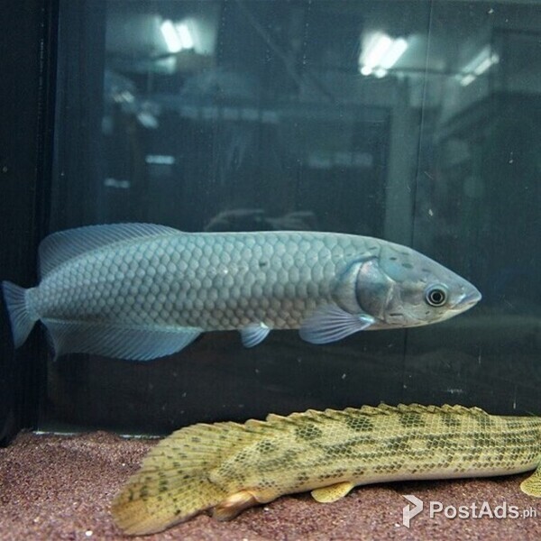 African Arowana Fish, - Ashley Turnbow | PostAds.ph