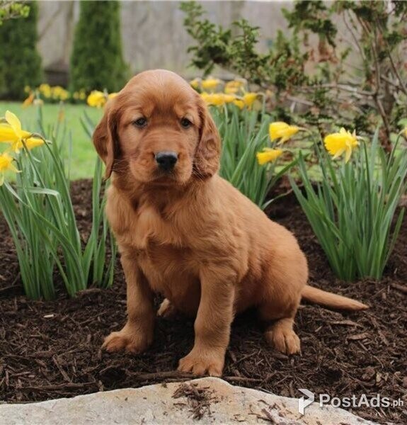Beautiful Golden Irish Setter Puppies - Larry Sao | PostAds.ph