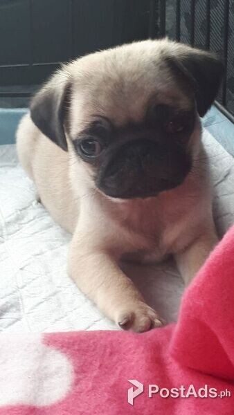 agile Female and male Pug puppies | PostAds.ph