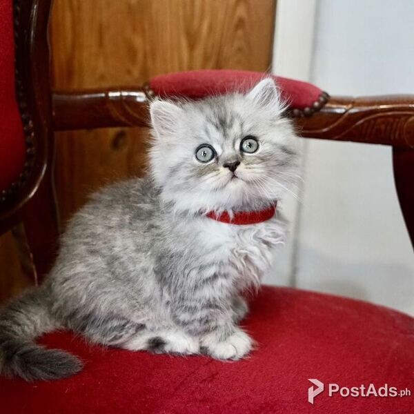Pedigree Persian Kittens Ready - Audrey Garrison | PostAds.ph