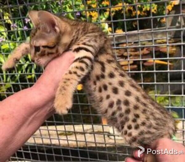 Pedigree Amazing Savannah Kittens - Ashley Turnbow | PostAds.ph