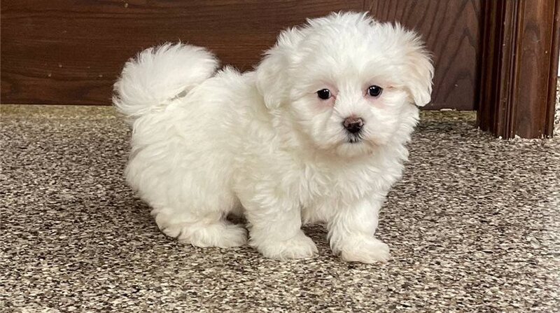 2 Beautiful Toy F1b Cotonpoo pups left Health tested - Juliana Duong ...