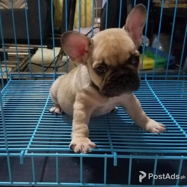 Registered French Bulldog puppies for sale Metro Manila [DOGS] | PostAds.ph