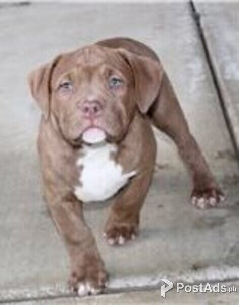 american pitbull puppy - pet breeder | PostAds.ph