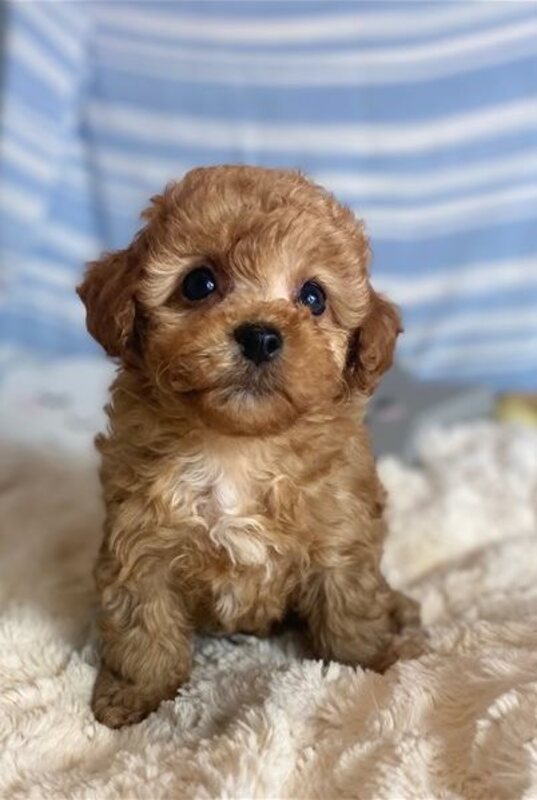 Maltipoo Puppies with Papers | PostAds.ph