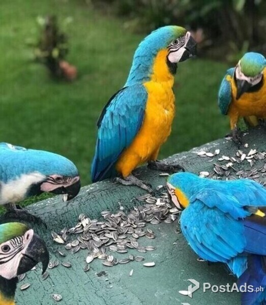 Blue and Gold Macaw parrots For adoption | PostAds.ph