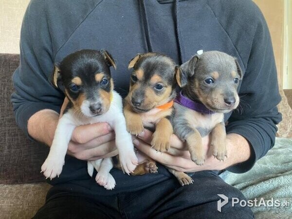 Jack Russel Terrier Puppies with PCCI Papers | PostAds.ph