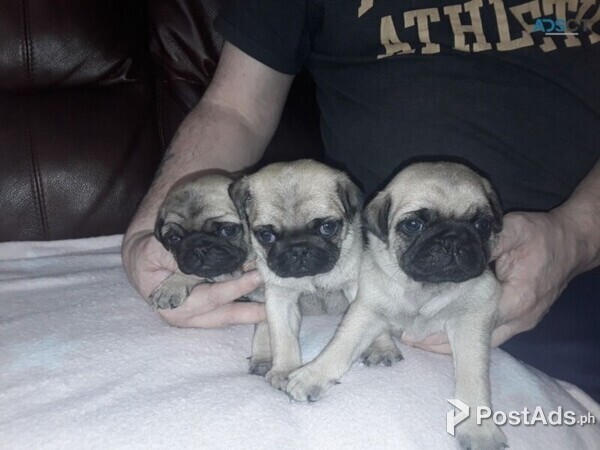 Stunning Fawn Pugs Puppies Available | PostAds.ph