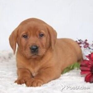 Labrador Puppies in the Philippines | PostAds.ph