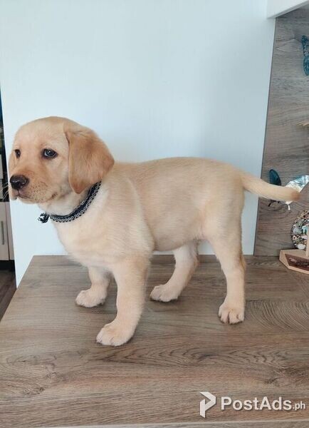 Male and Female Labrador Puppies Available | PostAds.ph