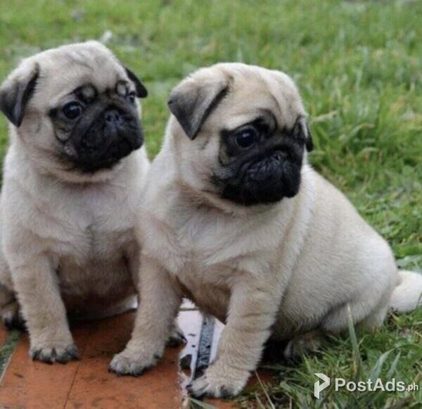 Stunning pure breed pug puppies | PostAds.ph