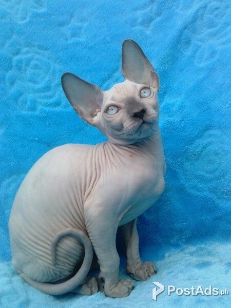 2 purebred sphynx kittens left | PostAds.ph