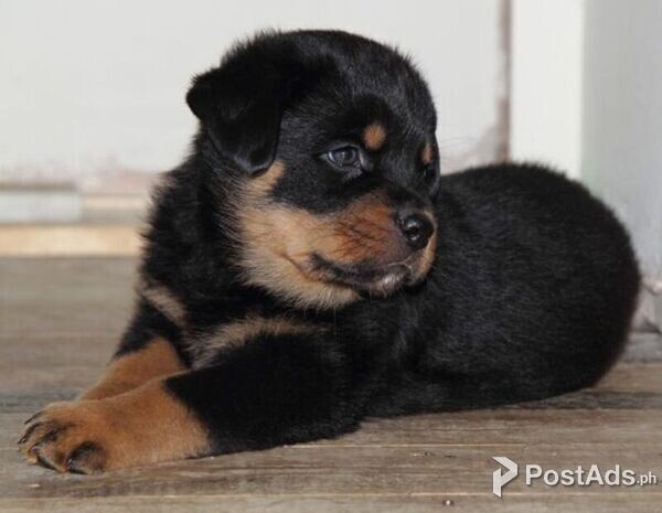 Magnificent Rottweiler for Adoption | PostAds.ph