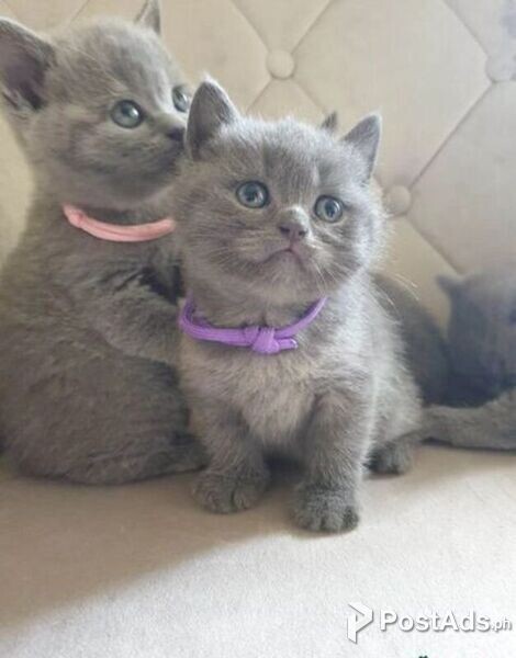 adopt BSH kittens | PostAds.ph
