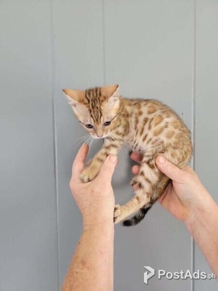 Bengal kittens Available.. - Ashley Turnbow | PostAds.ph