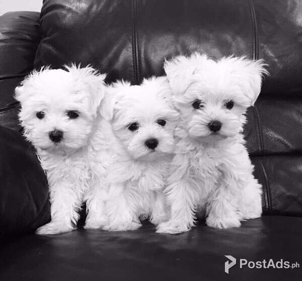 Maltese Puppies For Free Adoption | PostAds.ph