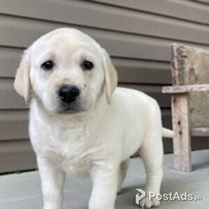Labrador Puppies in the Philippines | PostAds.ph