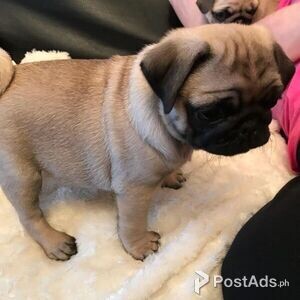 Pug Puppy For Sale in the Philippines | PostAds.ph