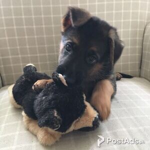 German Shepherd Dog in the Philippines | PostAds.ph