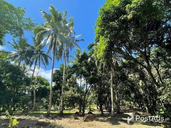 FARM LOT FOR SALE TANAY RIZAL PHP 700 | PostAds.ph