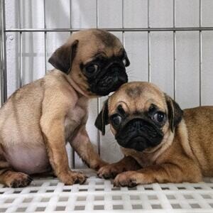 Pug Puppy For Sale in the Philippines | PostAds.ph