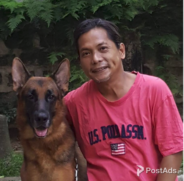 German Shepherd Cebu STUD Service - WORLD Champion line. PROVEN ...