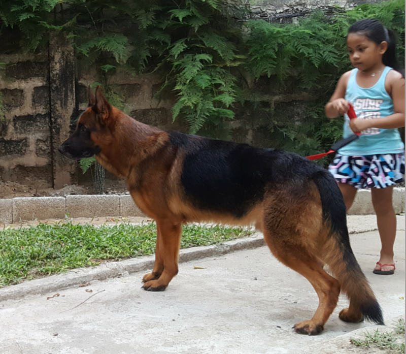 German Shepherd Cebu STUD Service - WORLD Champion line. PROVEN ...