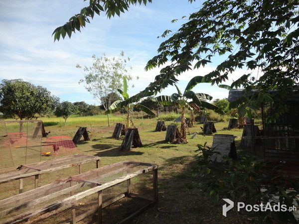 Farm Lot in Bakod bayan , Cabanatuan City 37088 m2 | PostAds.ph