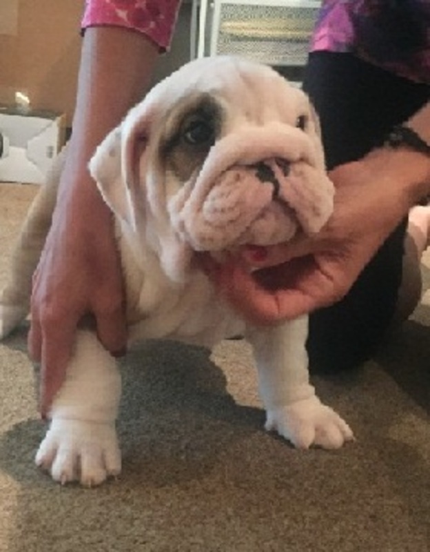 Pure English Bulldogs 2 Girl Left | PostAds.ph