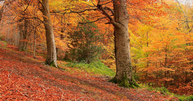 The most spectacular beech forests in Spain