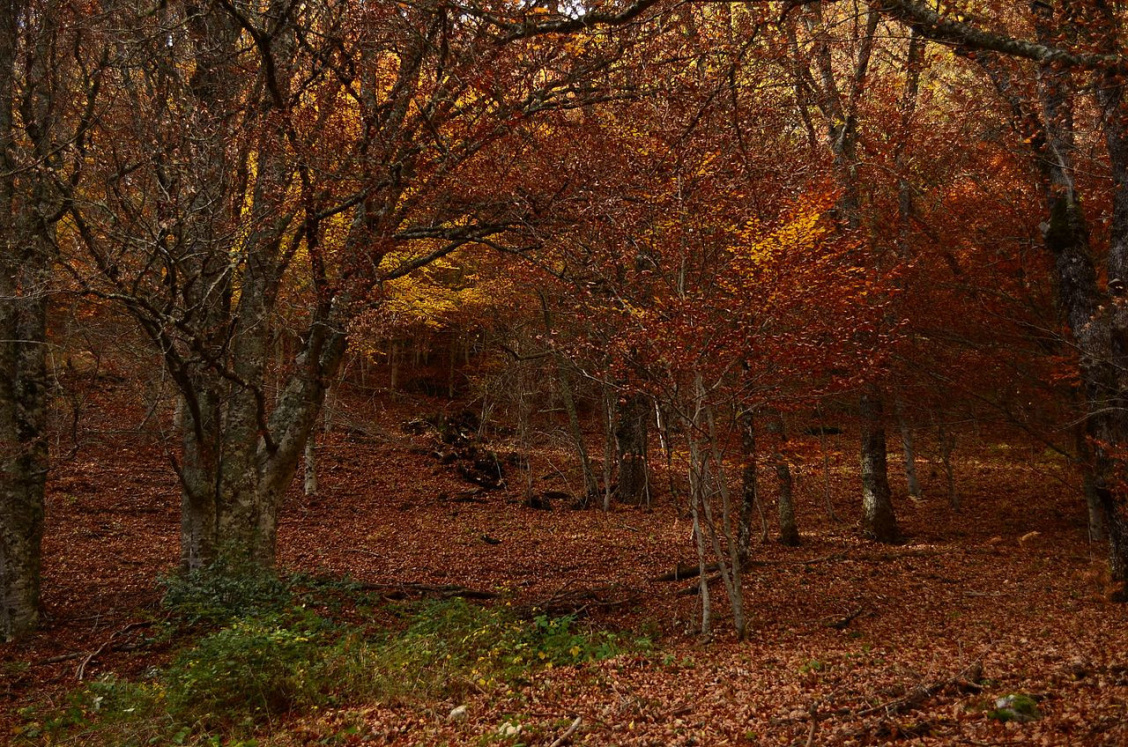 The most spectacular beech forests in Spain
