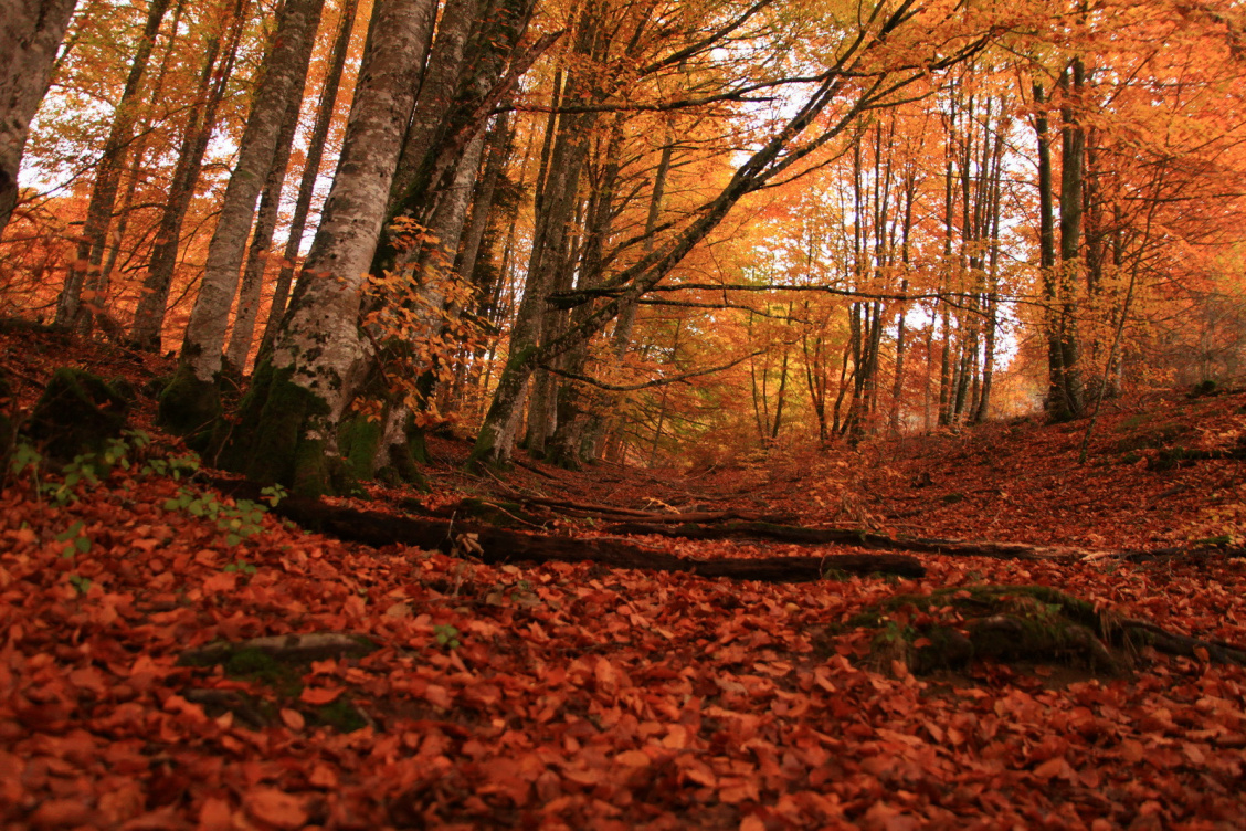 The most spectacular beech forests in Spain