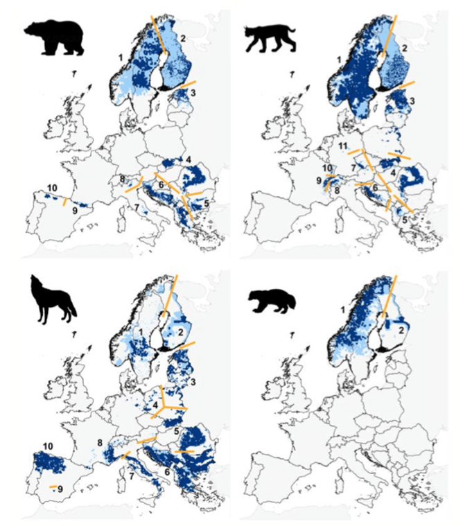 Bears in europe map