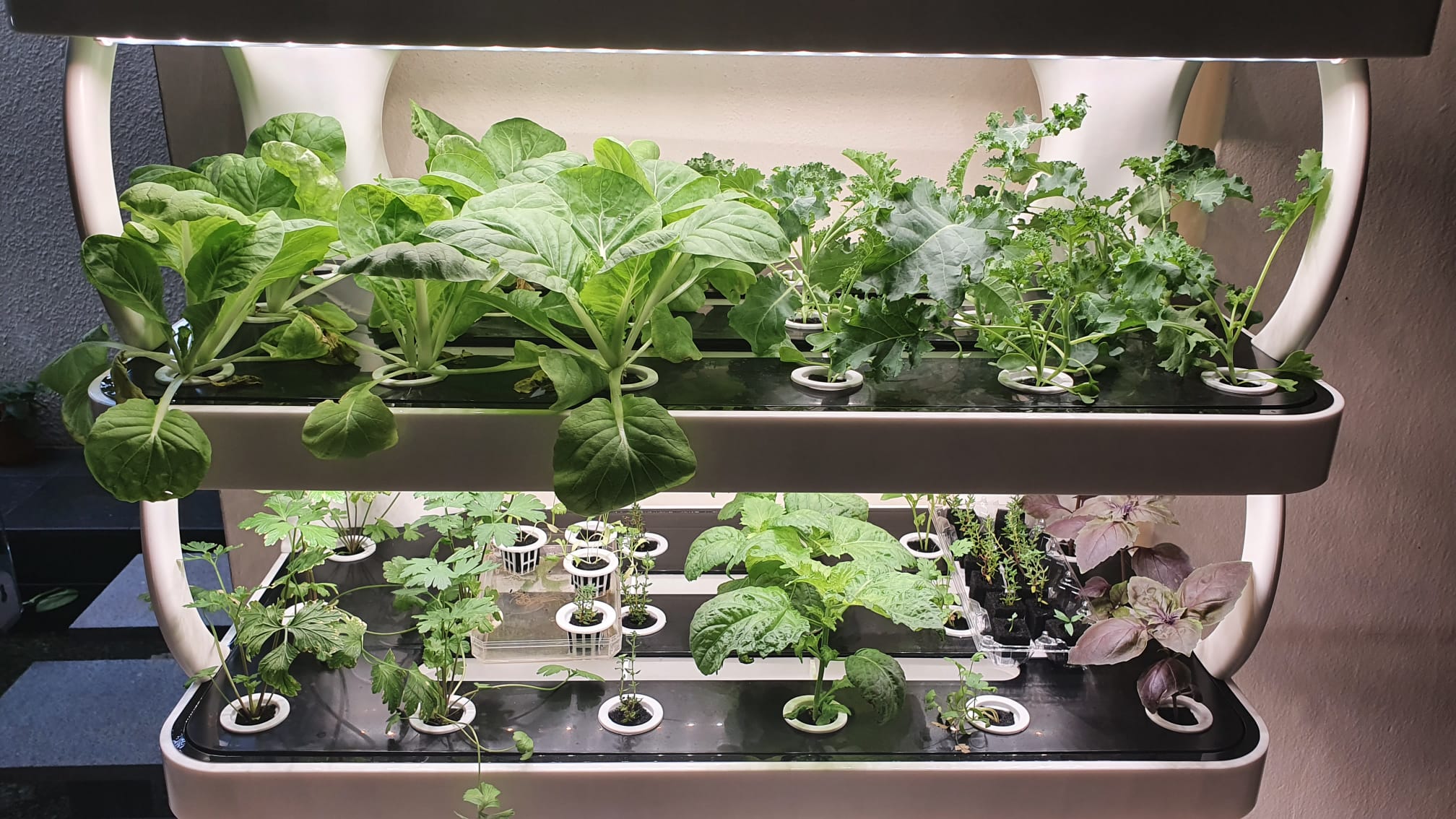 An Inside Look: Intelligent Eco Farm by Tan Lay Hoon