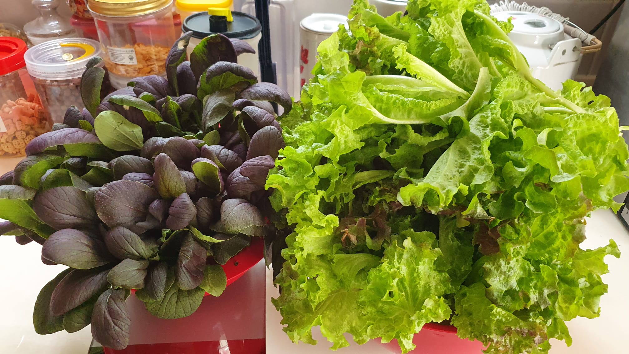 An Inside Look: Intelligent Eco Farm by Tan Lay Hoon