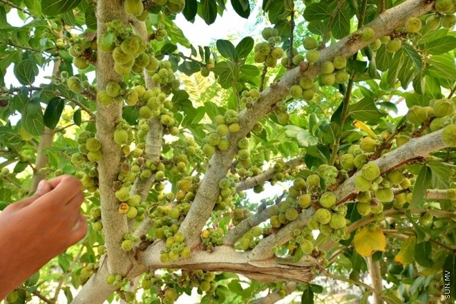 SunOnline: Report: Vahtheeni raajjeygai hahdhaifi, ekamaku dhon kurevey ...