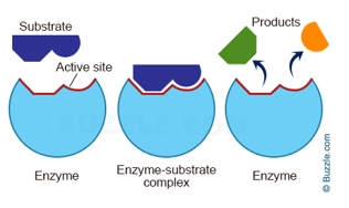 Pernyataan yang benar mengenai sifat enzim berdasa...