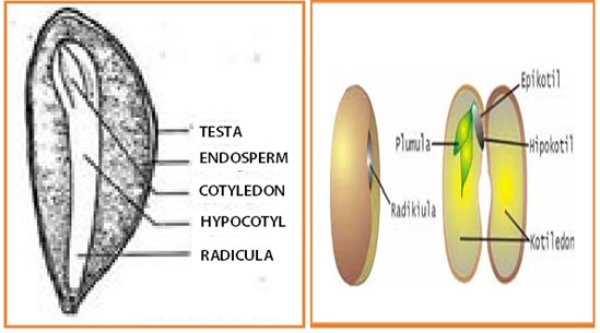 Sumbu embrio pada bagian bawah disebut.…
