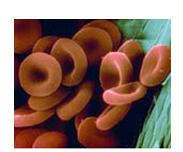 Perhatikan gambar berikut ini! Bagian darah ...