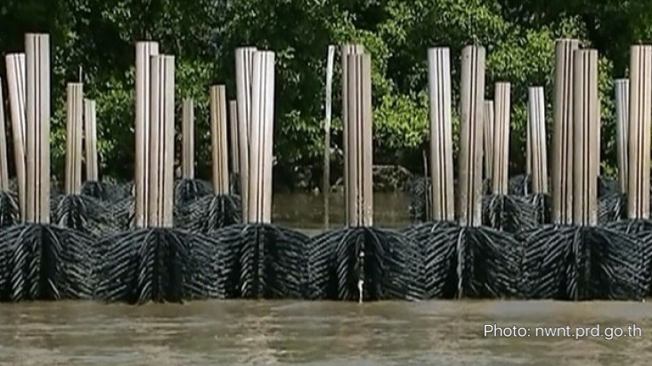 Artificial mangrove forest to prevent coastal erosion
