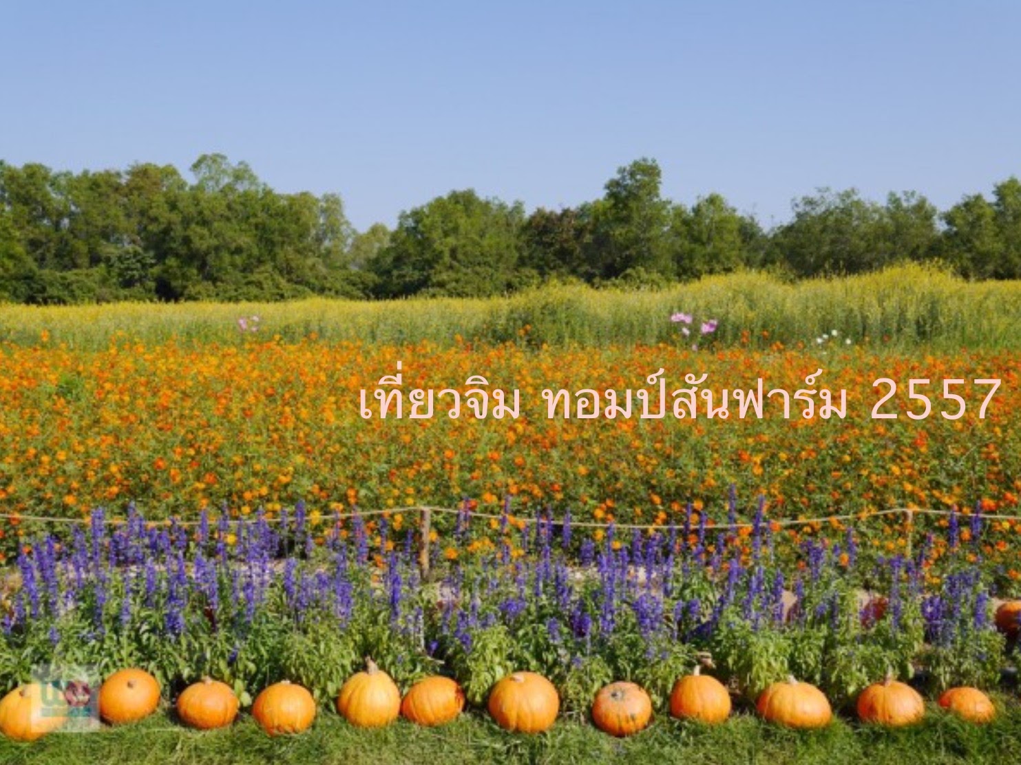 พาเที่ยว จิม ทอมป์สัน ฟาร์ม ประจำปี 2557 | WeKorat by Wongnai
